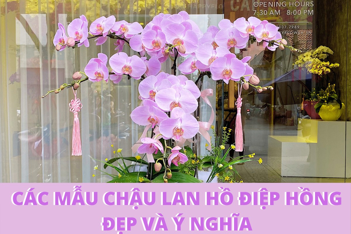 Các mẫu hoa lan hồ điệp hồng đẹp và ý nghĩa